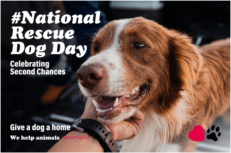National Rescue Dog Day :: We help animals
