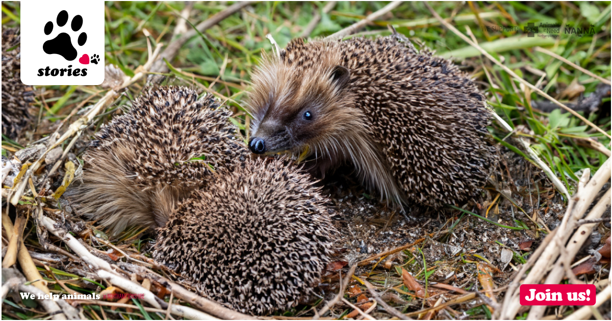 Hedgehogs and Hibernation :: We help animals