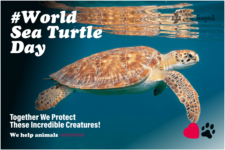 World Sea Turtle Day :: We help animals