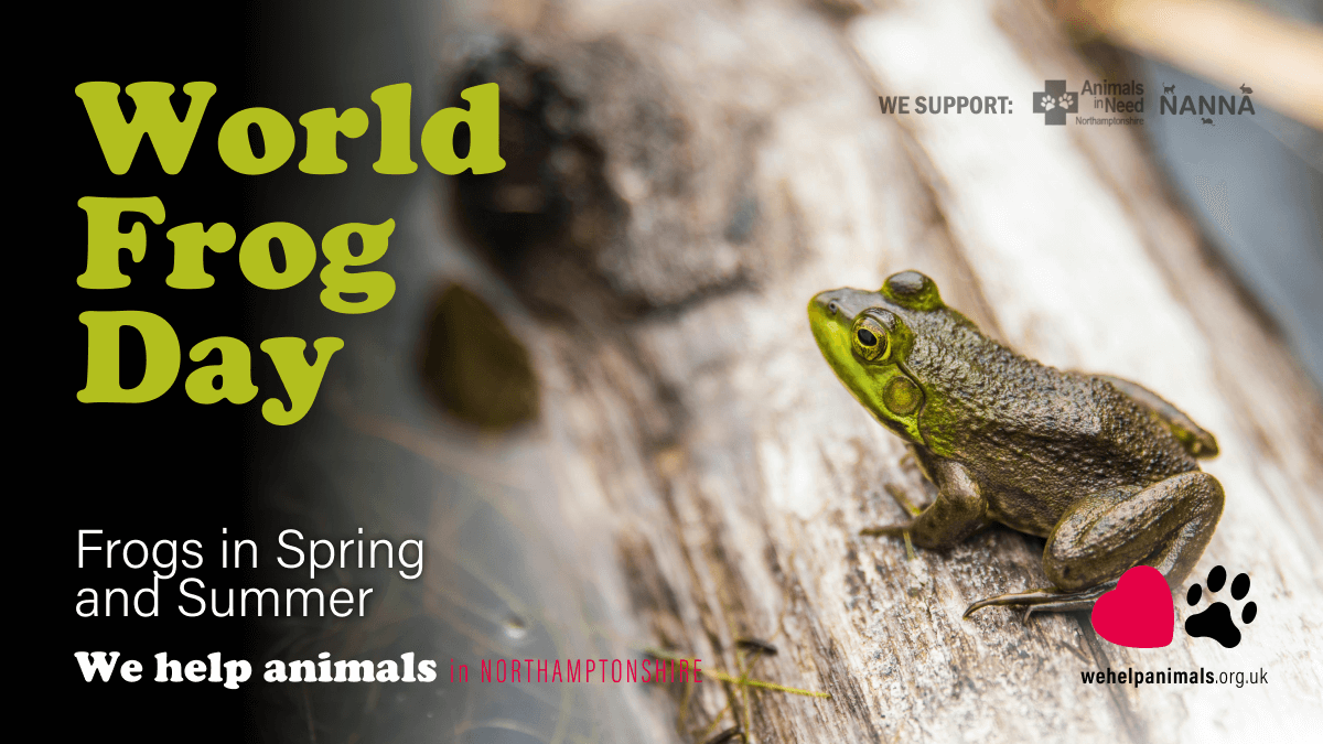 World Frog Day :: We help animals