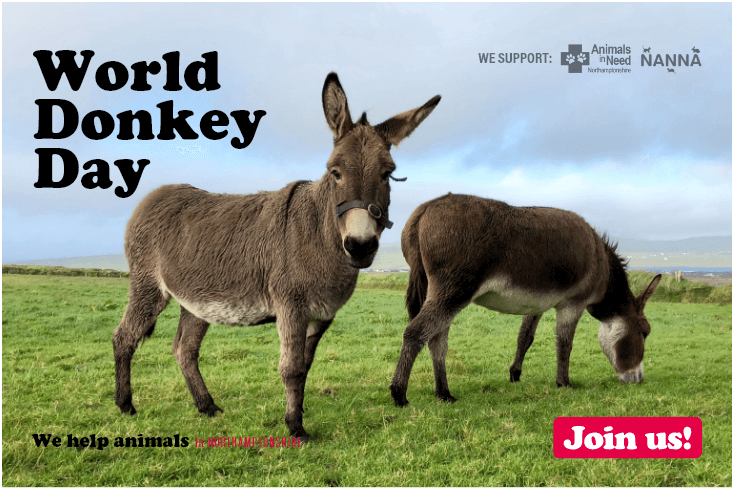 World Donkey Day | Join Us Today!
