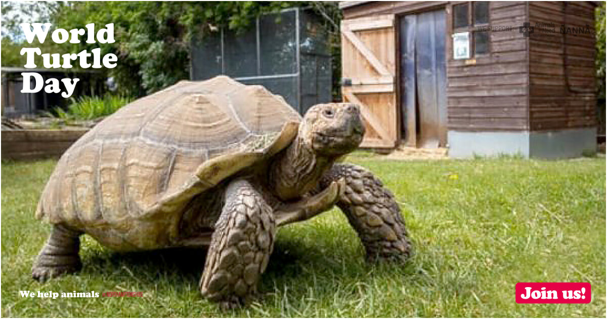 World Turtle Day | Join Us Today!