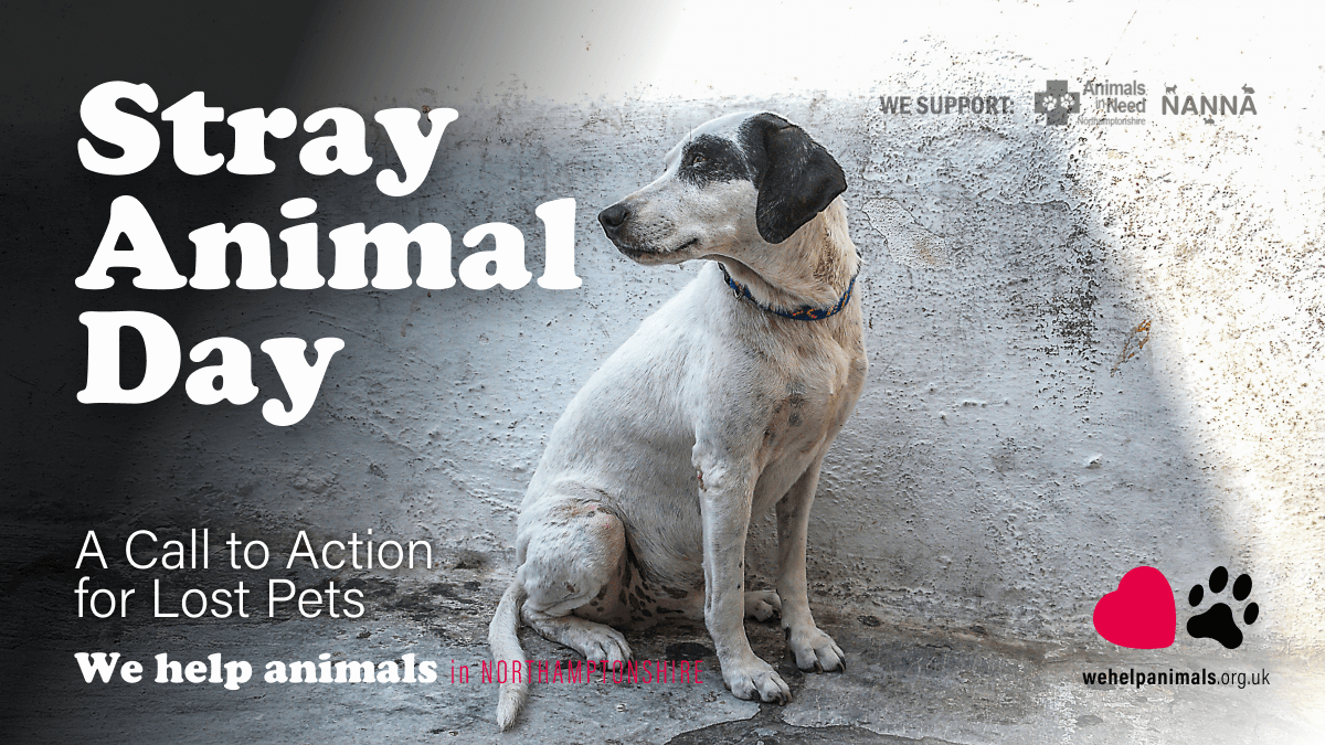 Stray Animal Day in the UK: A Call to Action for Lost Pets :: We help ...