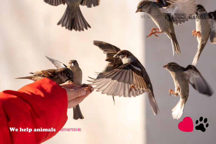 Feeding our beloved British birds! :: We help animals