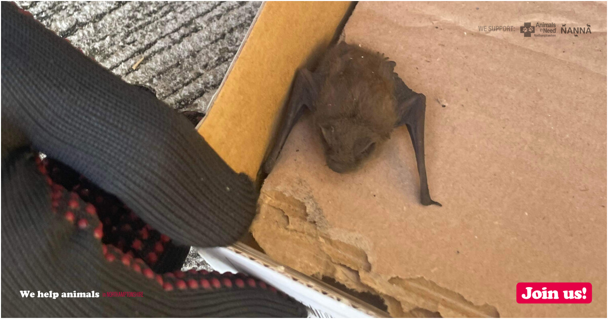 Bat. The little one.