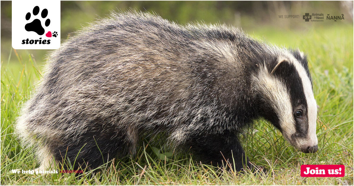 Badgers. Our Badgers. :: We help animals