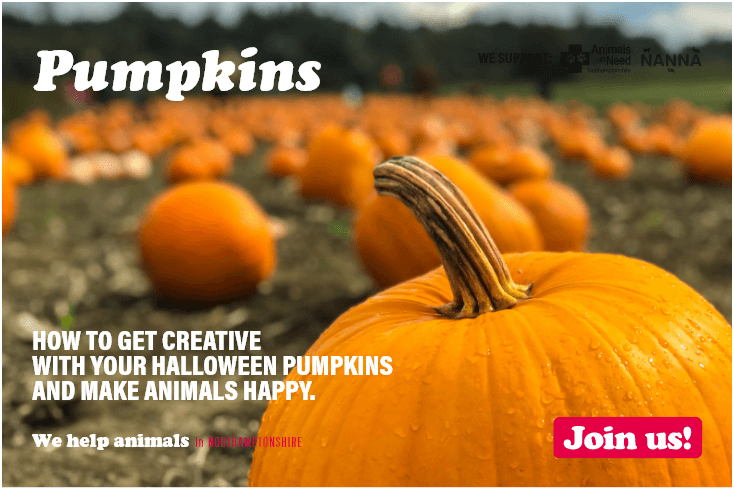 Halloween | Join Us Today!