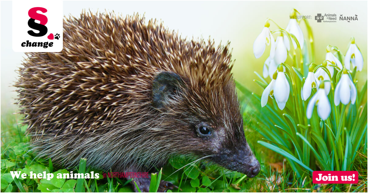 Help save Britain’s hedgehogs with ‘hedgehog highways’!