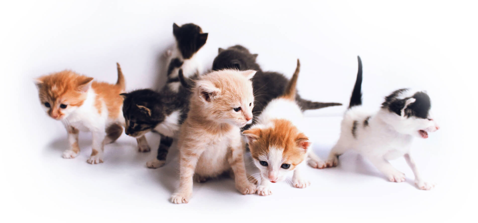 Services. We help animals | Join Us Today!